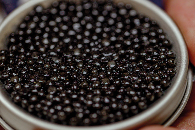Swedish Black Caviar 10 gram - Arctic Silk – Löjromsexpressen